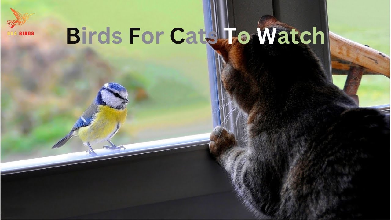 Birds for Cats to Watch | Bird Videos for Cats to Watch | Birds for ...