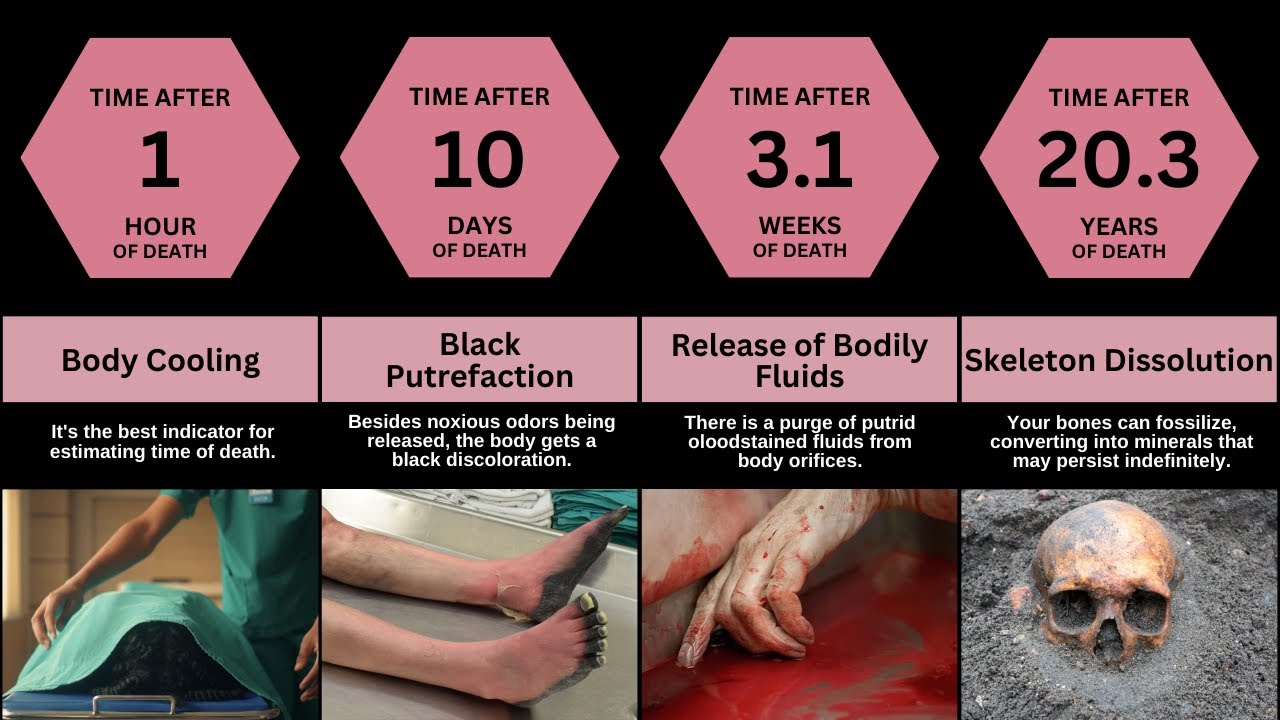 Human body : After Death | Comparision Tv - YouTube