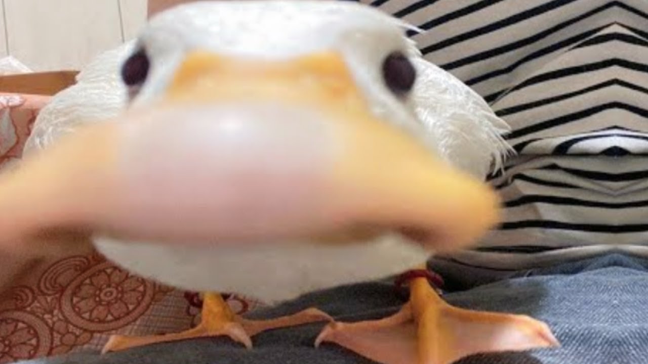 lav's RARE MEMES - YouTube