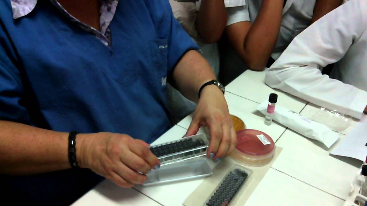 Microbiología: Sistema de Identificación bacteriana BBL Crystal - YouTube