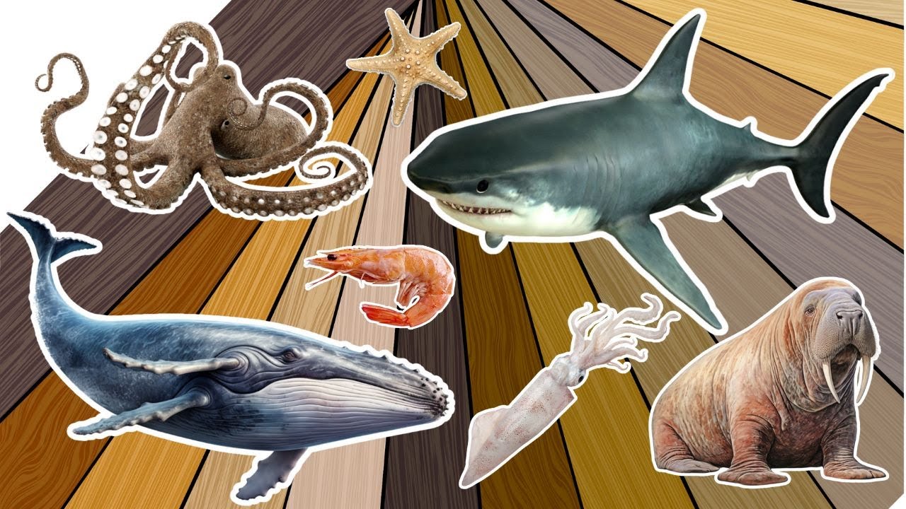 Learning Sea Animals in English for Kids - YouTube