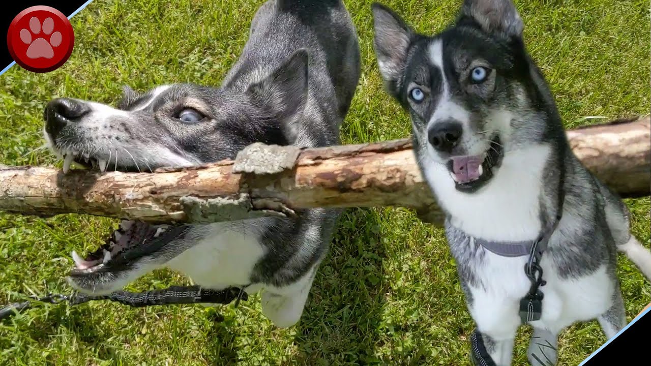 FREYA THE HUSKY LOVES STICKS! - YouTube