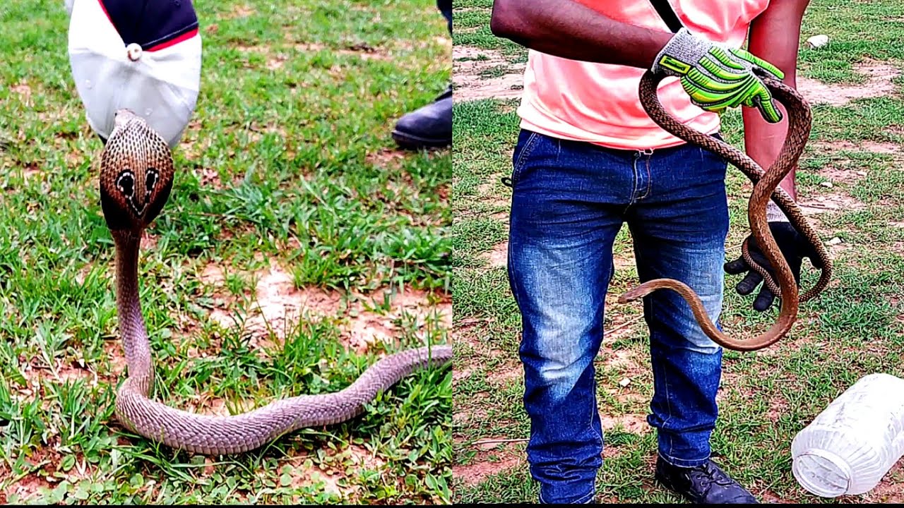 SNAKE RESCUE | SNAKE RELEASE JAMALPUR | BIHAR - YouTube