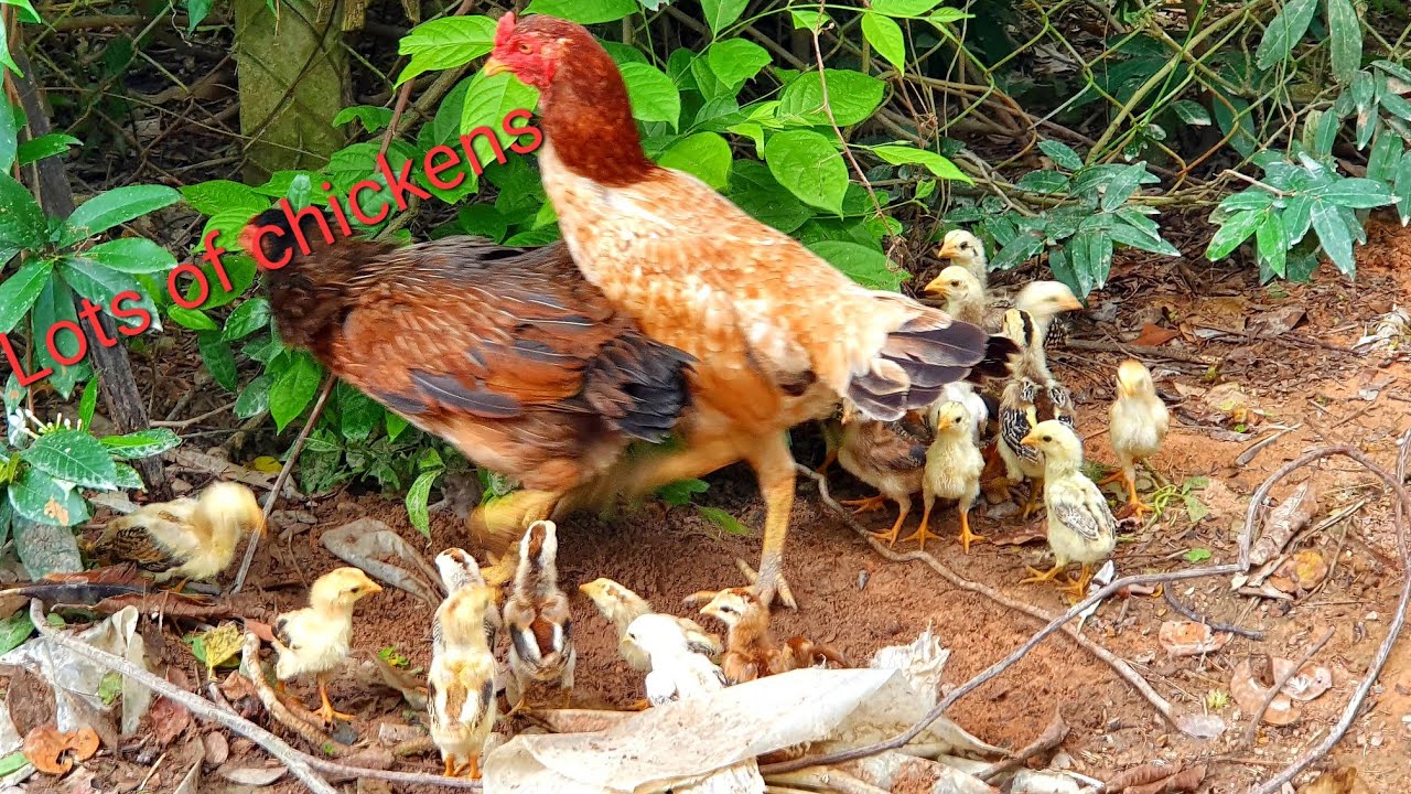 Many hens The hen is taking her chicks for food in the forest - YouTube