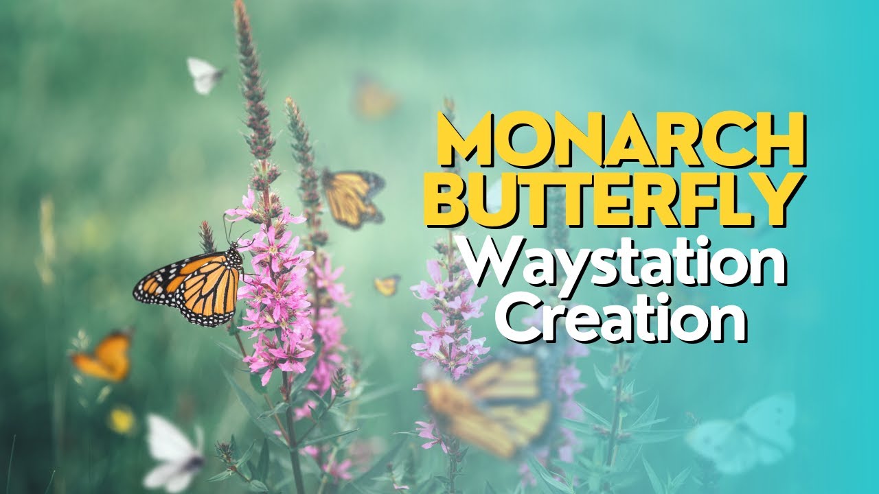 Monarch Butterfly Waystation Creation - YouTube