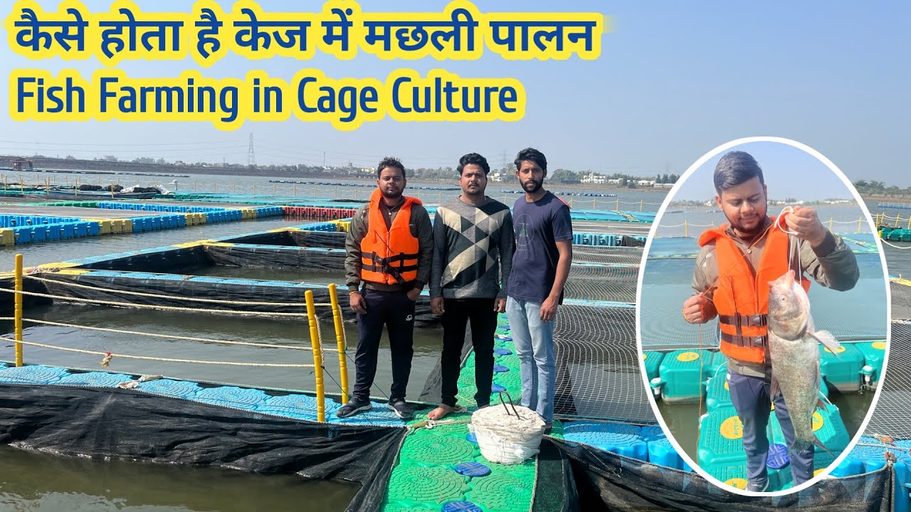 Fish Farming in Cage Culture|Pangasius Fish Farming||Catfish|Incredible ...