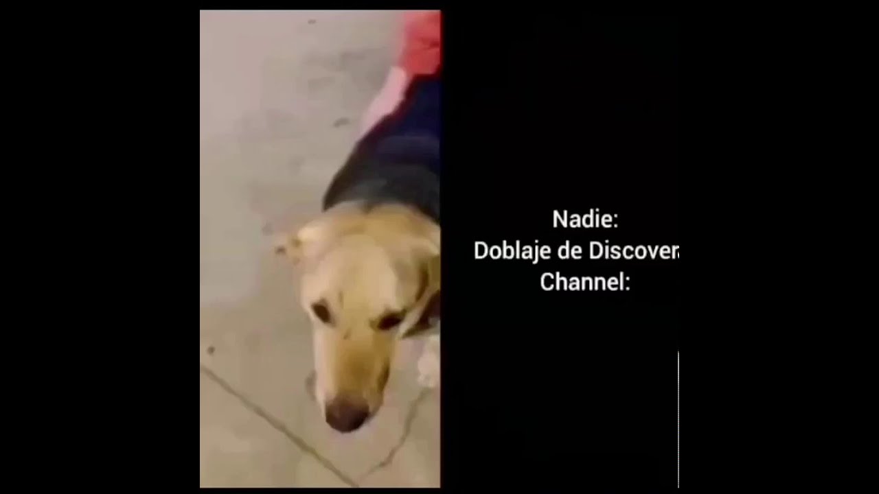 Perro guaton doblaje de Discovery Channel [MEME] - YouTube