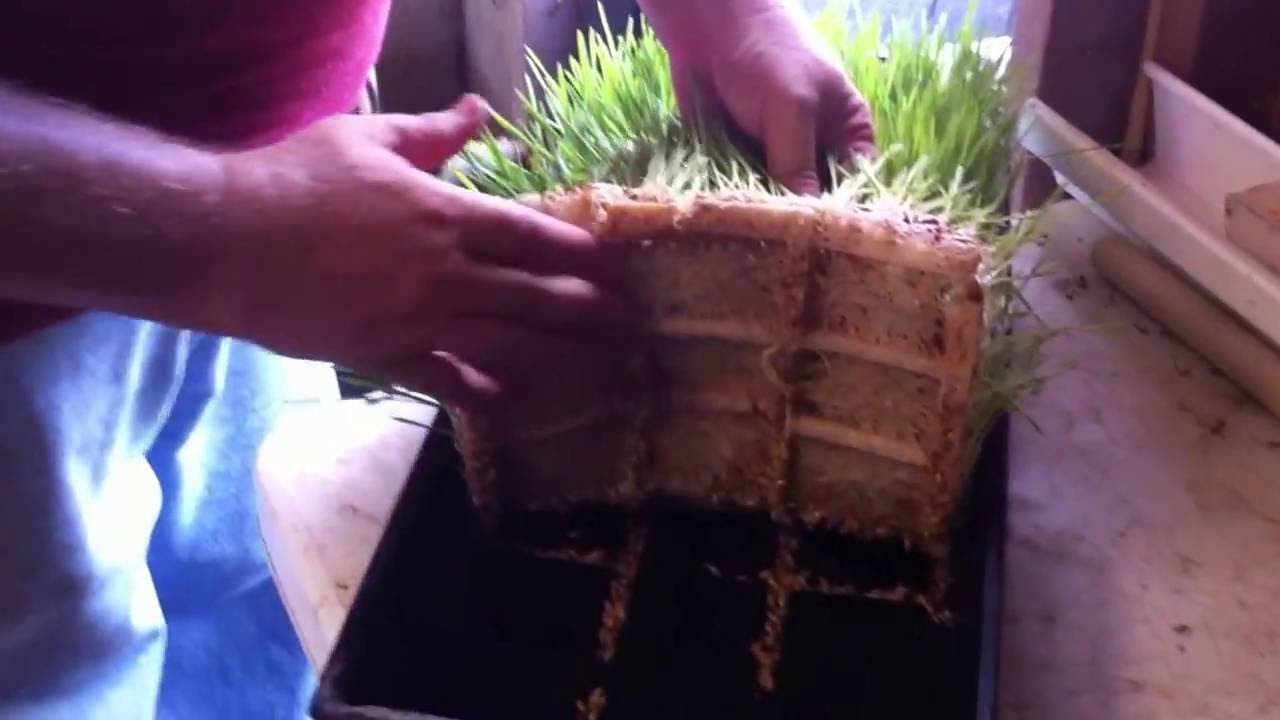 Build Your Own Fodder System