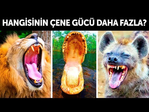 Hangi Canlının Çene Gücü Daha Fazladır?