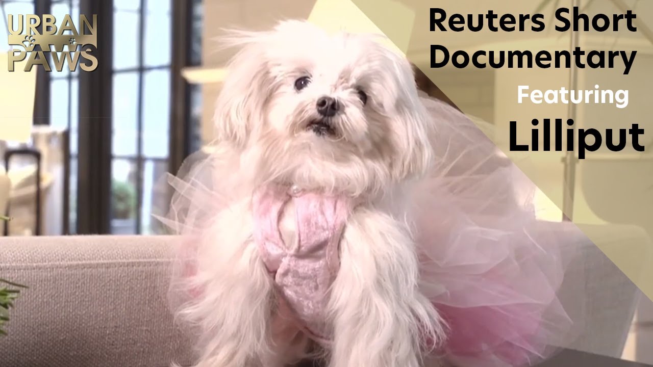 Reuters Animal Superstars Short Documentary featuring Lilliput - YouTube