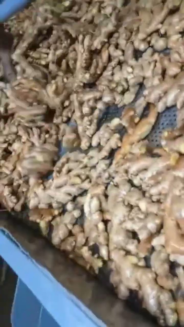 Ginger processing technology - YouTube