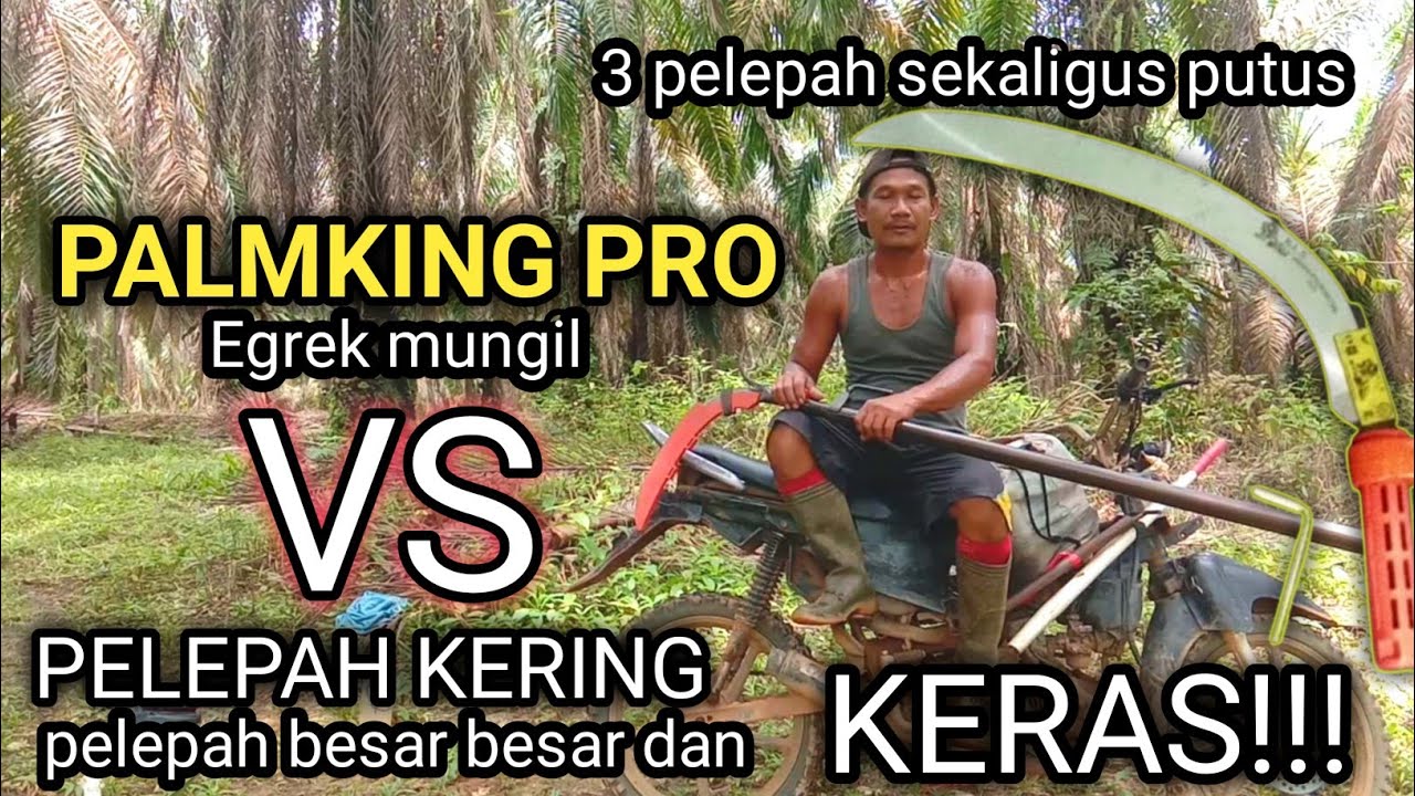 pruning sawit pokok tinggi pelepah kering keras besar besar pokok ...