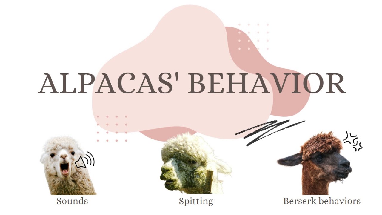 Behaviors and handling of alpacas - YouTube