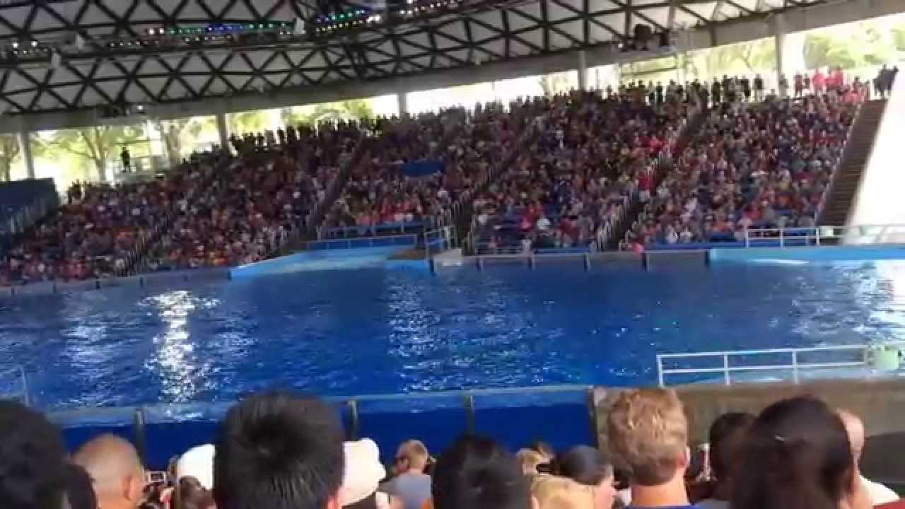 JAWS and FREE WILLY live at sea world - YouTube