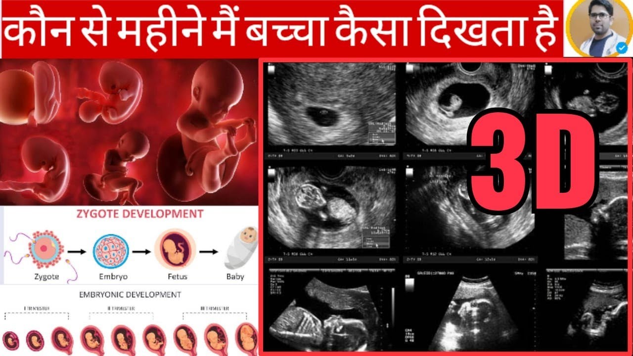 PREGNANCY WEEK BY WEEK IN HINDI/EMBRYO DEVELOPMENT/FERTILIZATION से ...
