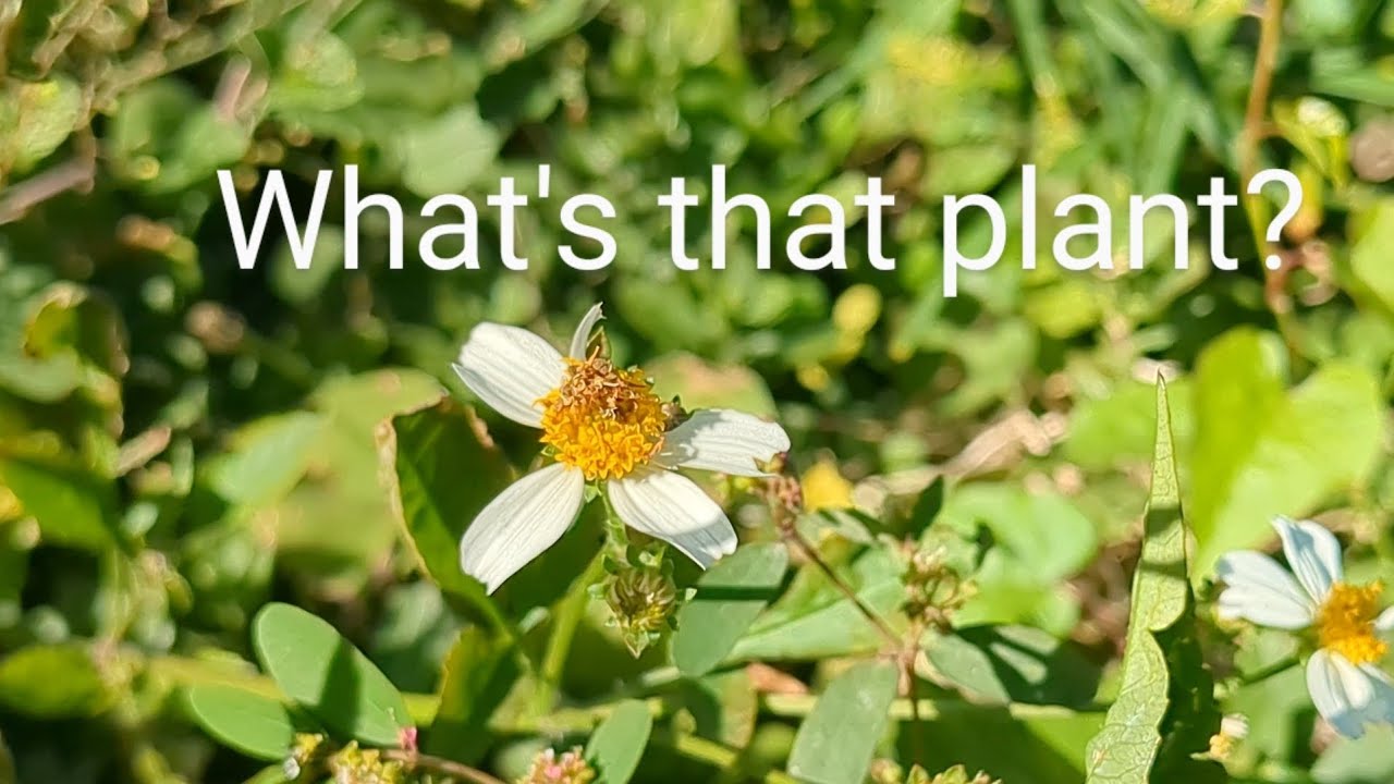 Meet the weeds: episode 1: Spanish needle. - YouTube