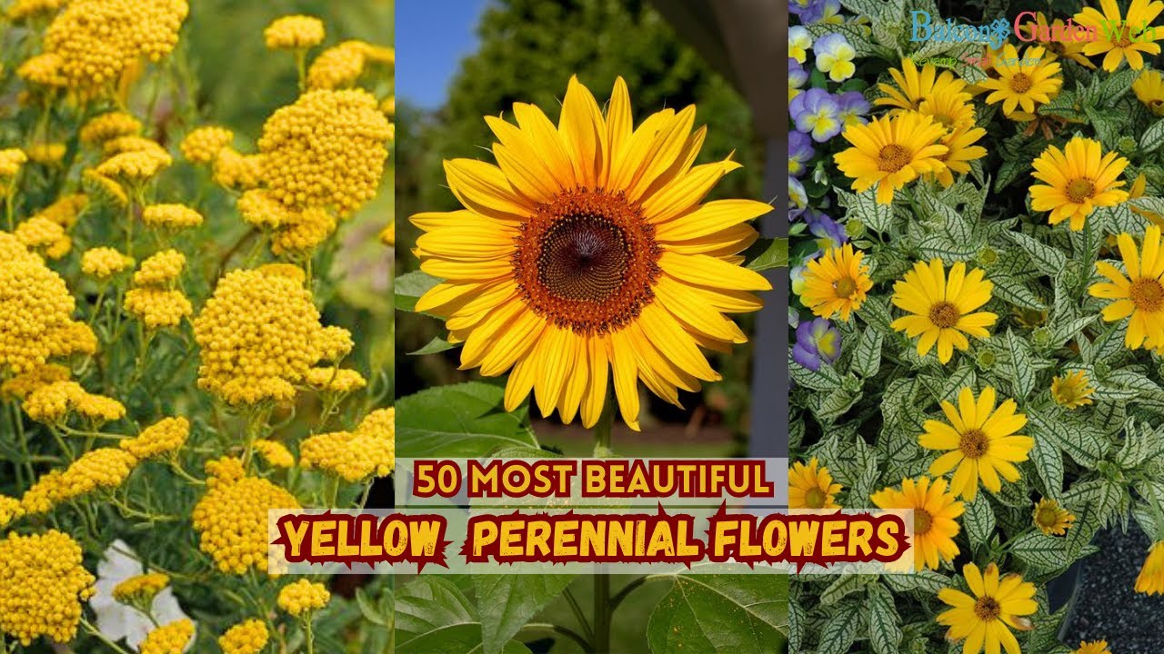 Yellow Perennial Flowers