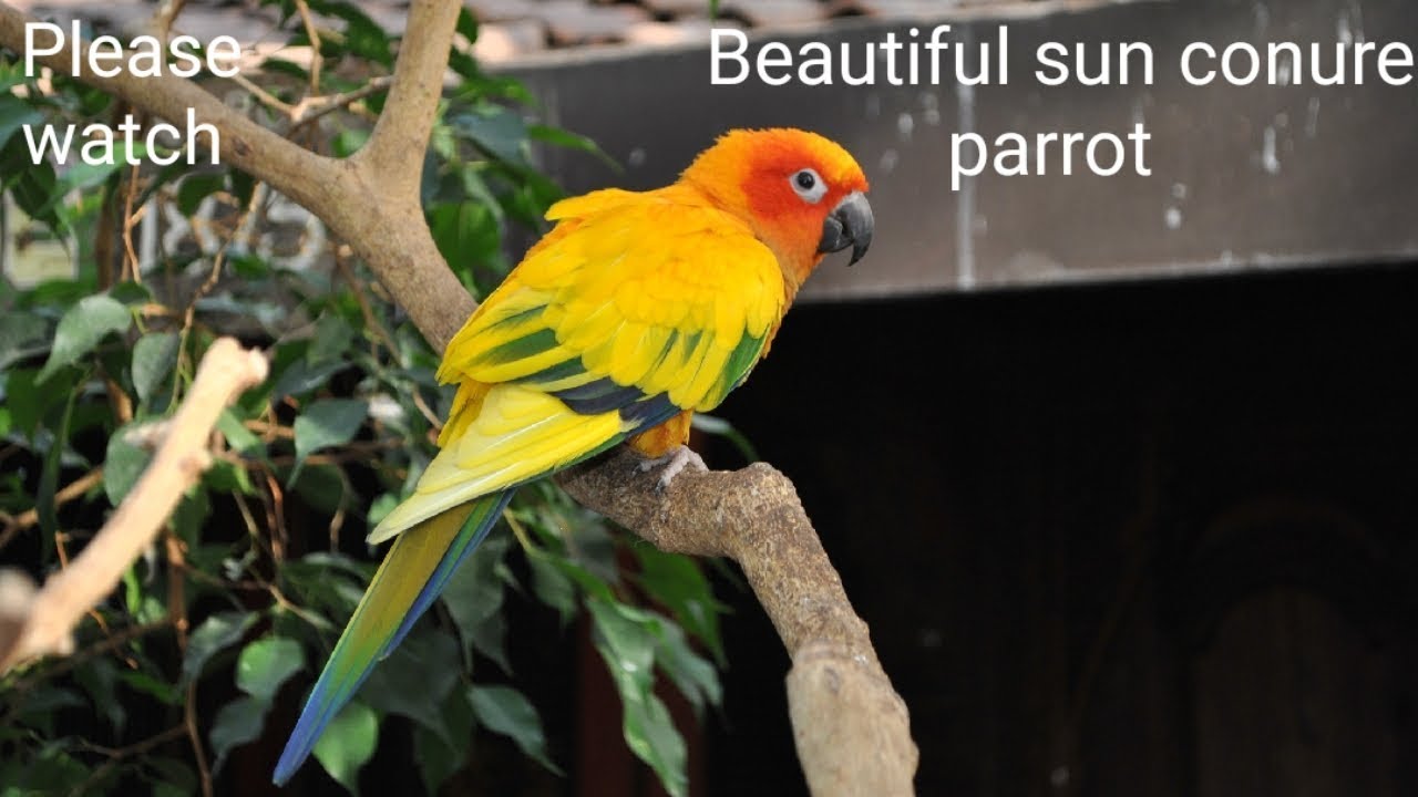 Beautiful panchavarna parrot /sun conure/parrot species in India. - YouTube