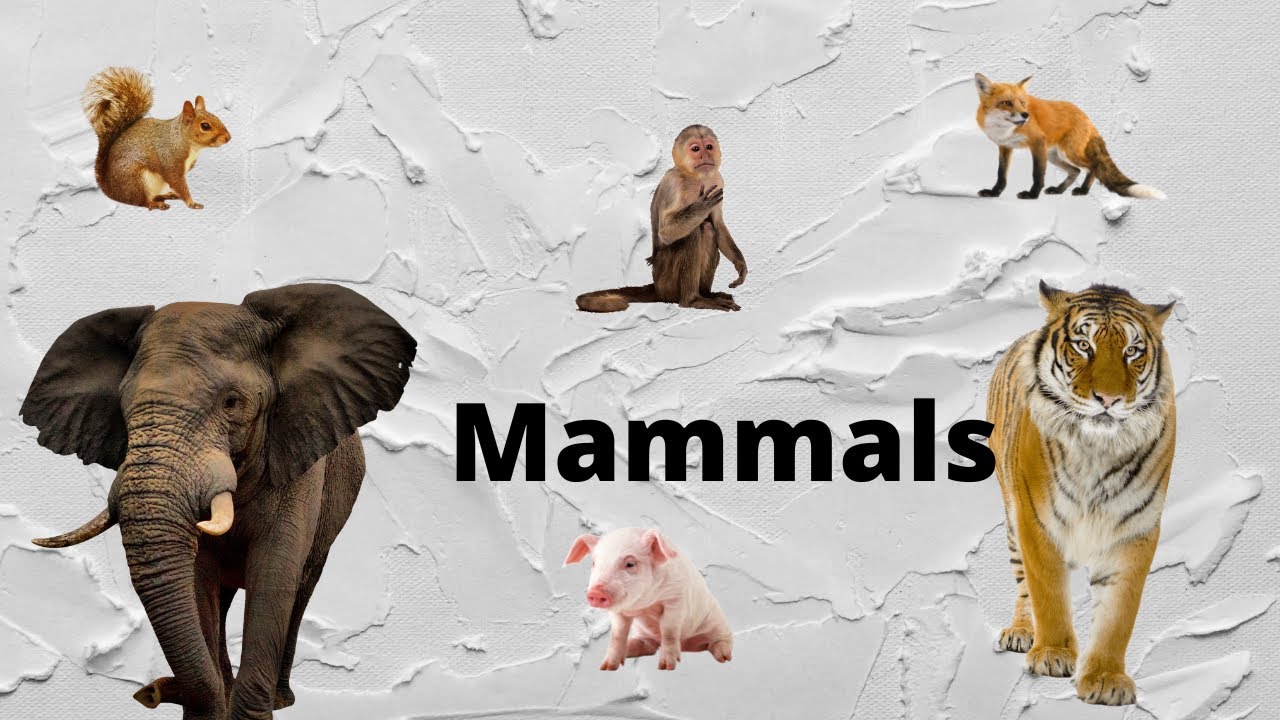 Mammals|| learn ||only music||phonics - YouTube
