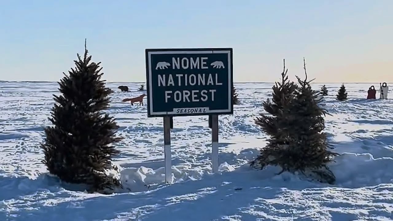 The return of Nome’s 'National Forest' - YouTube