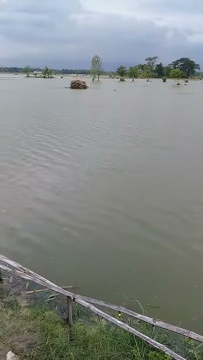 banjir rendam persawahan - YouTube