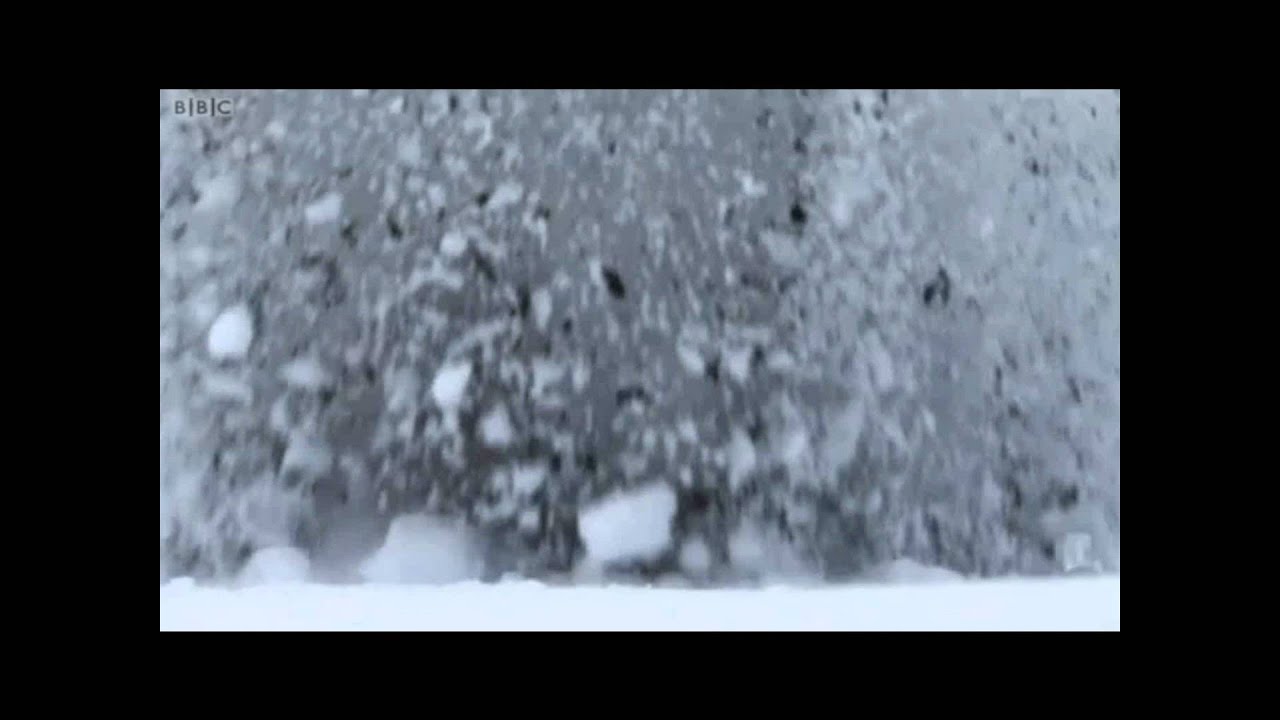 BBC SCIENTIST INVOLVED IN FREAK ICE ERUPTION!!! - YouTube