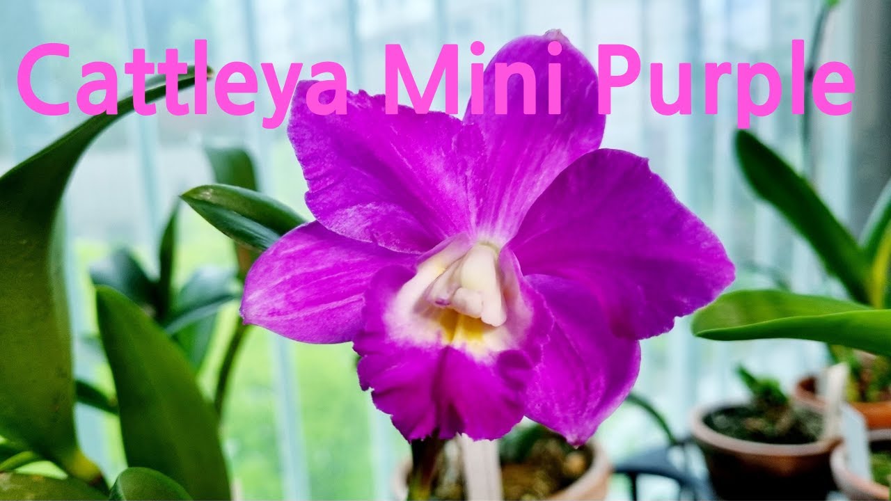 어쩌다난사랑, Cattleya Mini Purple - YouTube