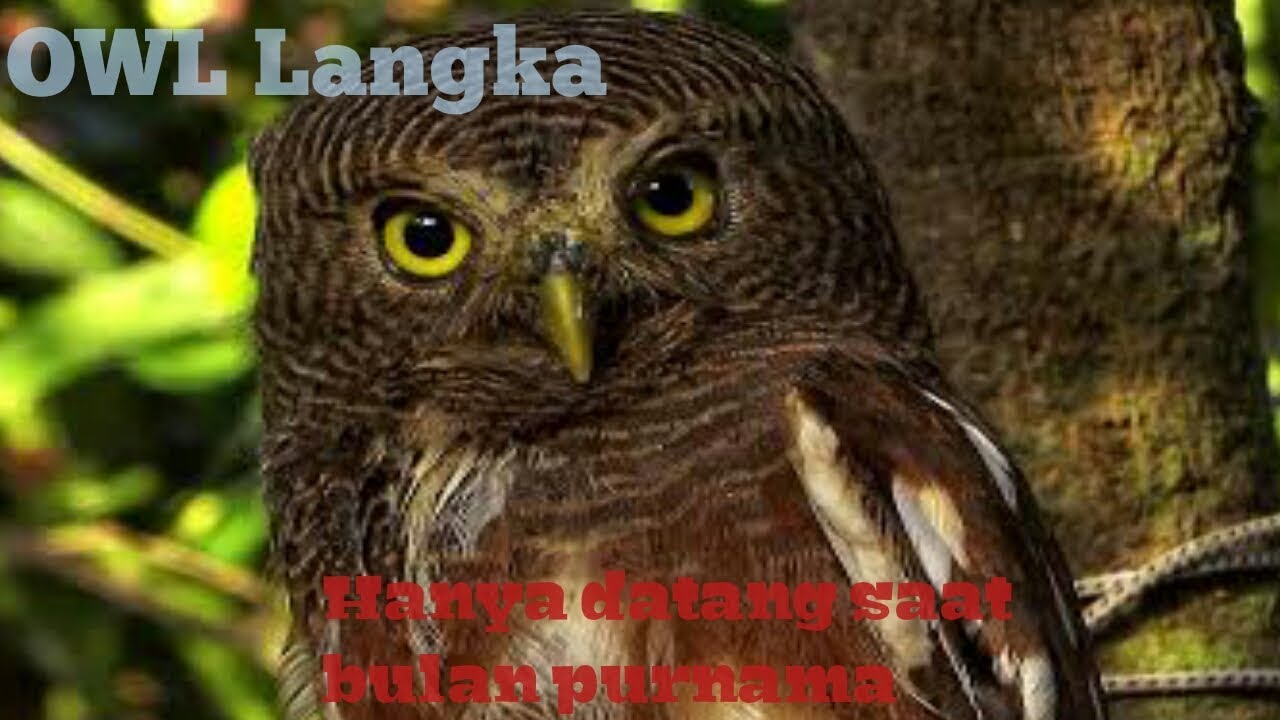 Burung hantu javan owlet - YouTube