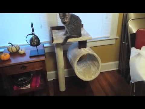 PetFusion Modern Cat Tree Review - YouTube