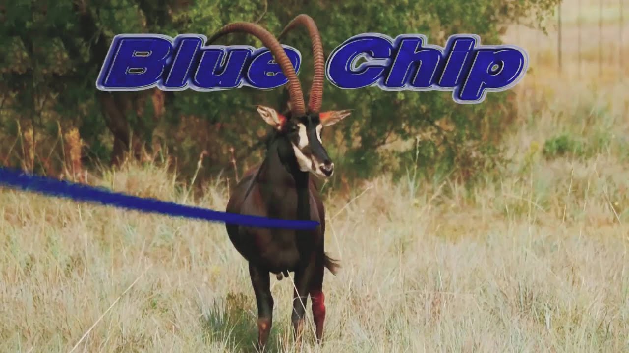 Blue Chip Exclusive Game Breeding - YouTube