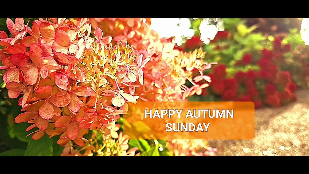 HAPPY AUTUMN SUNDAY - YouTube