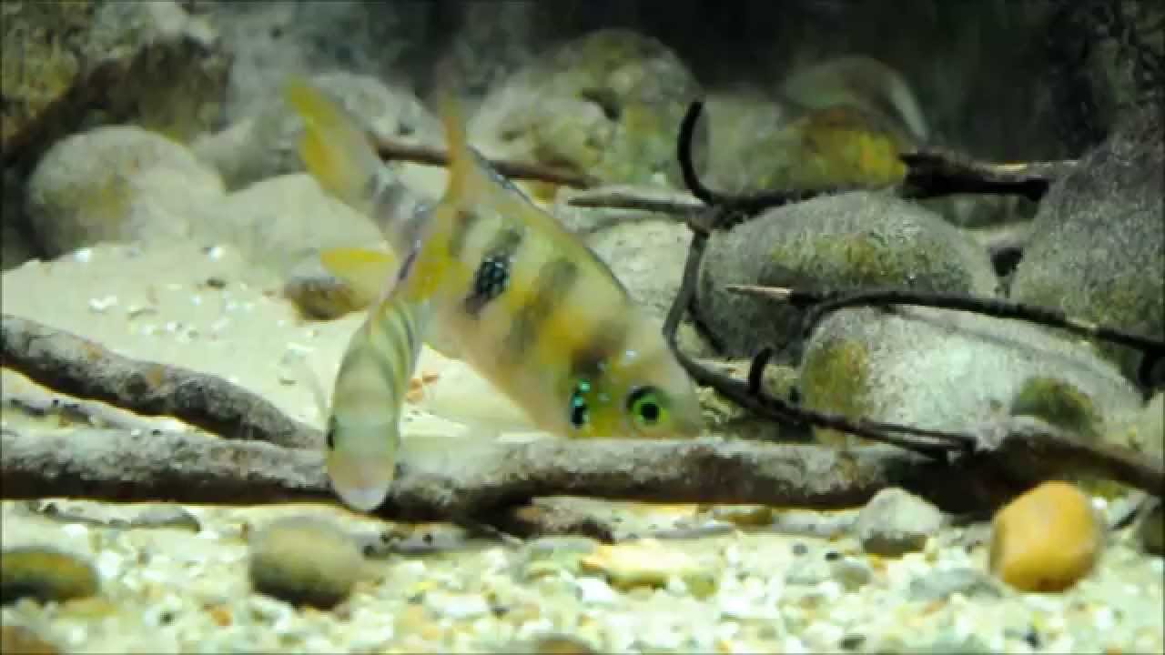 Paraneetroplus gibbiceps & Thorichthys helleri - YouTube