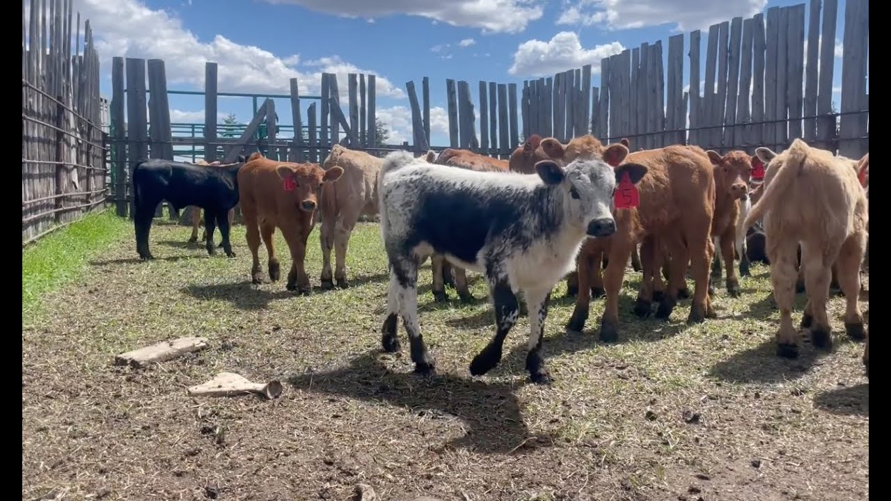 Shipping Cow Calf Pairs to Summer Pasture - YouTube