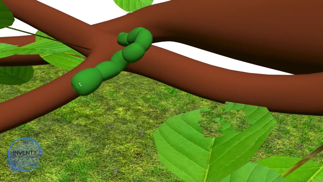 cocoon butterfly story in 3D animation | Inventif animation - YouTube