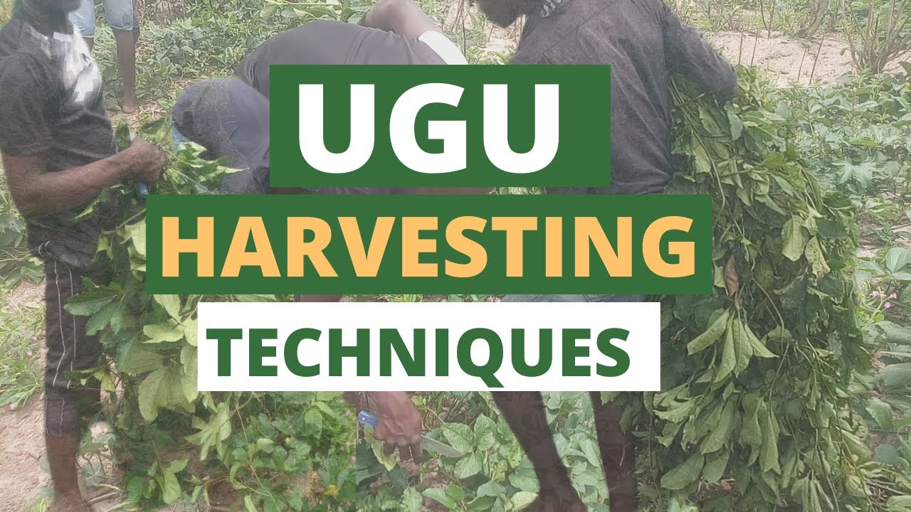 HARVESTING OF PUMPKIN/ UGU HARVESTING/ Ugu farming/ ugwu harvesting/Ugu ...