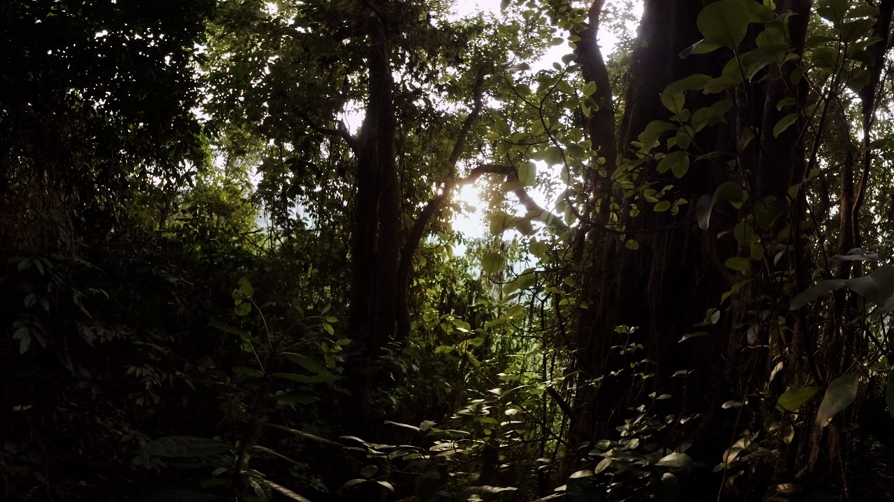 360° 8K - Congolese Jungle Floor - VR & Spatial Audio - YouTube