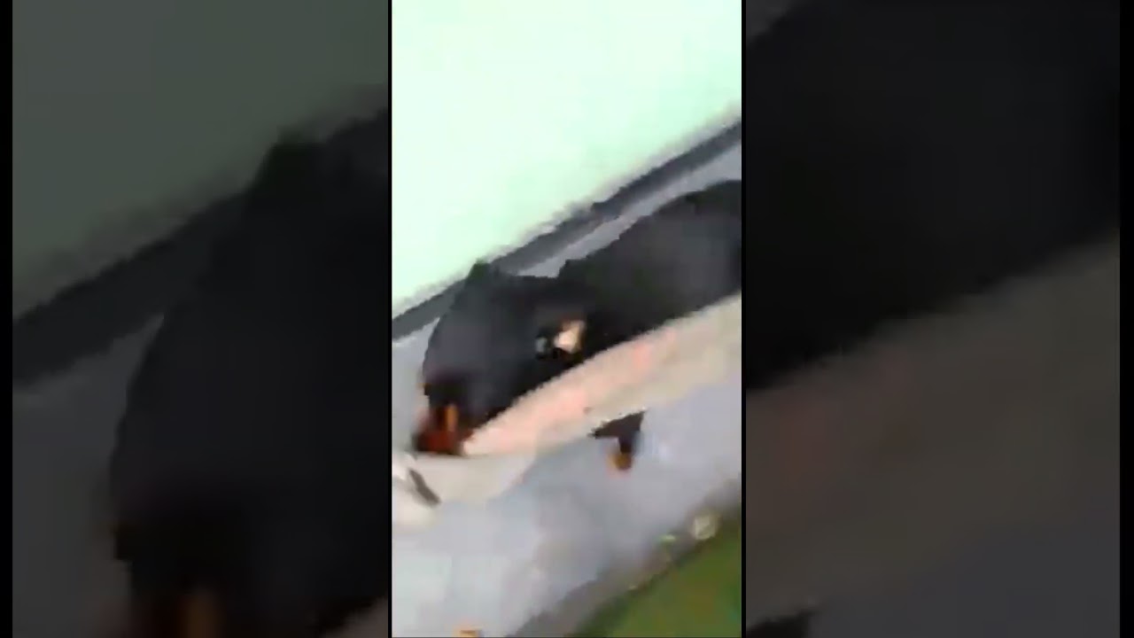 all animals || Rottweiler attacking his Owner || rottweiler dog attack ...