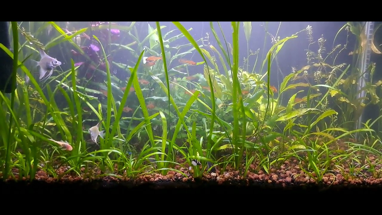 juvenile Balgarian seal point angelfish ( BSP angelfish) - YouTube