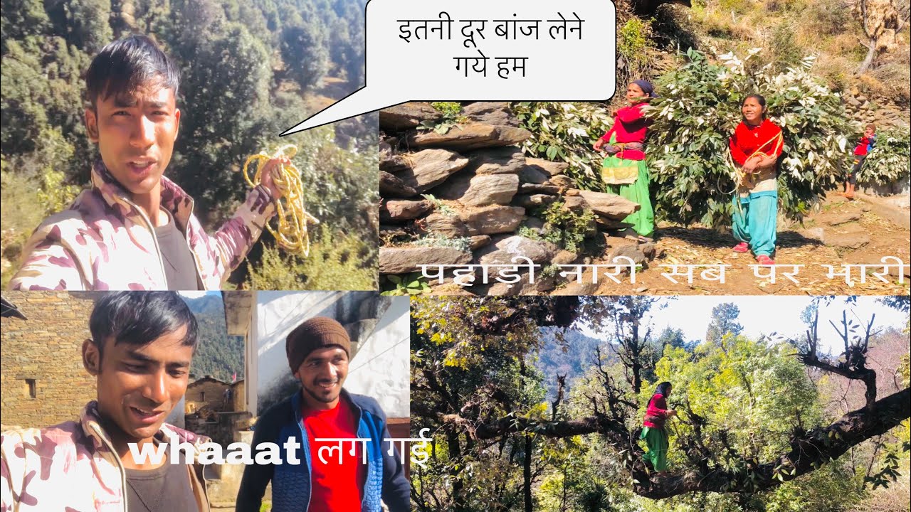 आज बांज (पत्तियाँ) के लिए गए।। Pahadi life Style|| Himalayan Oak tree ...