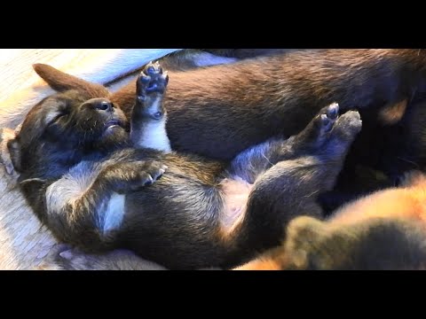 Funniest Animals ,Does not crying or sleep Puppies? - YouTube