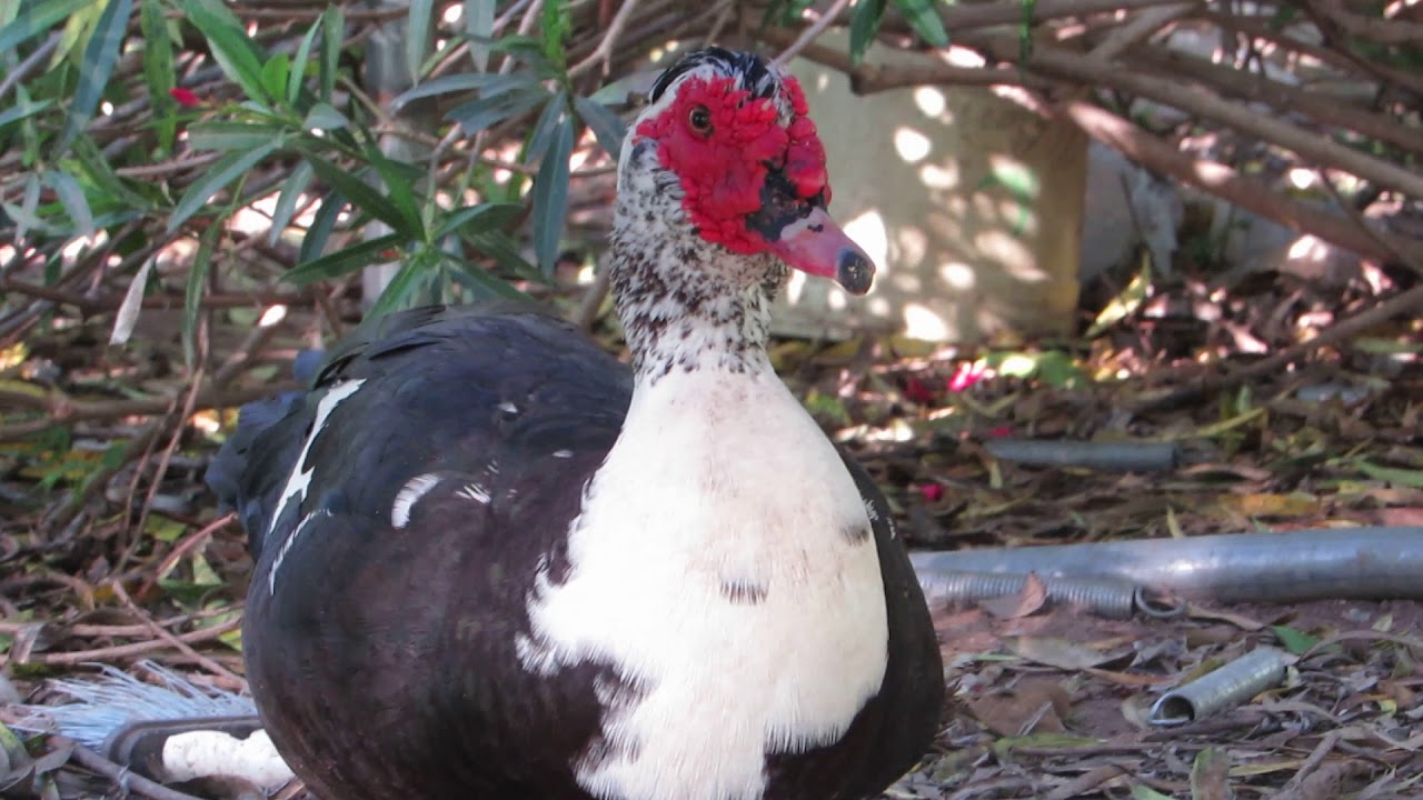 Pine the Duck - YouTube