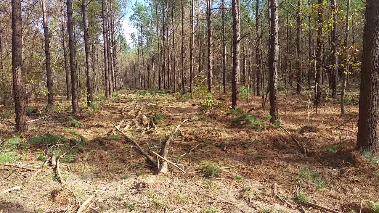 Pine Thinning (Completed Harvest) - YouTube