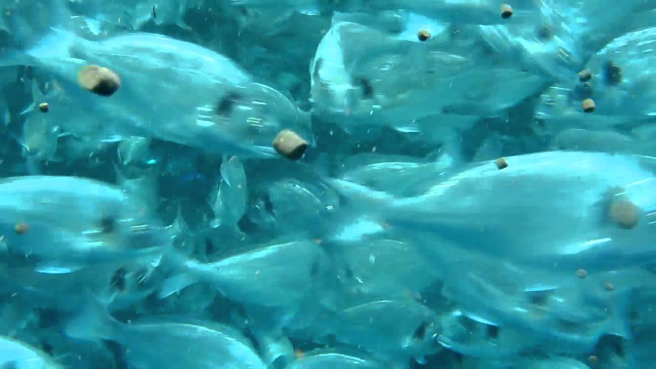 OCEAN VISION. ACUICULTURA. Especie: Dorada / Gilthead seabream / Loup ...
