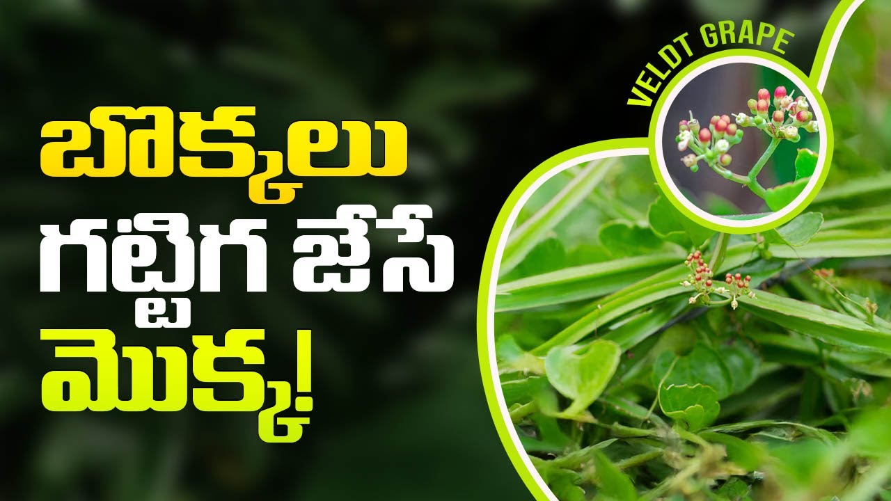 Veld Grape Secrets: Heal Bones & Boost Health Naturally! | నల్లేరు ...