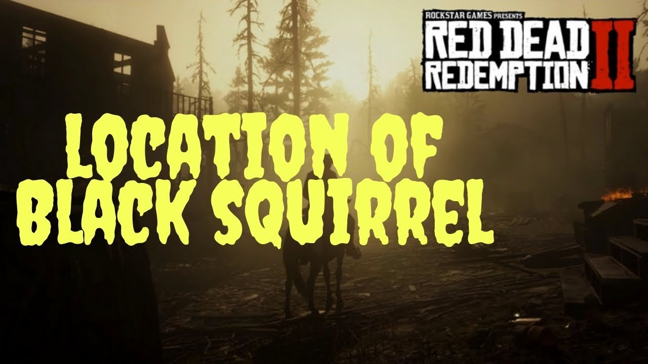 Red Dead Redemption 2 Location of Black squirrel - YouTube