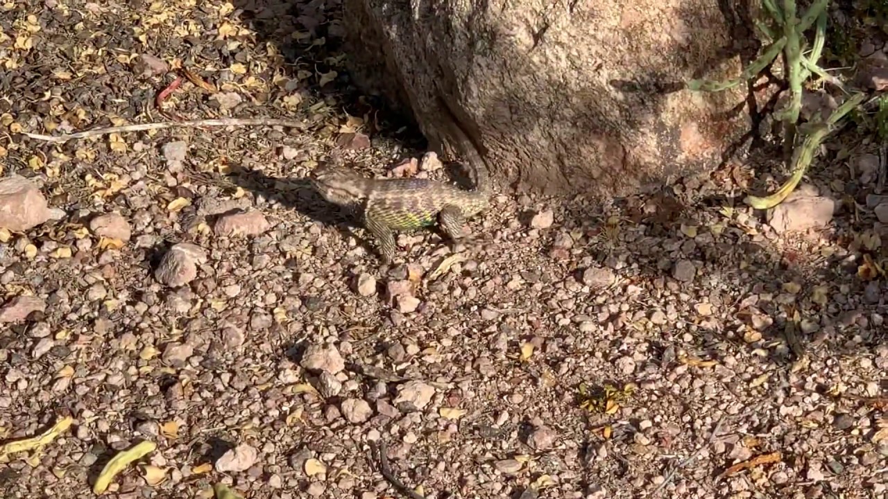 Spiny Lizard Hunting in Botanical Desert Garden, Phoenix AZ - YouTube