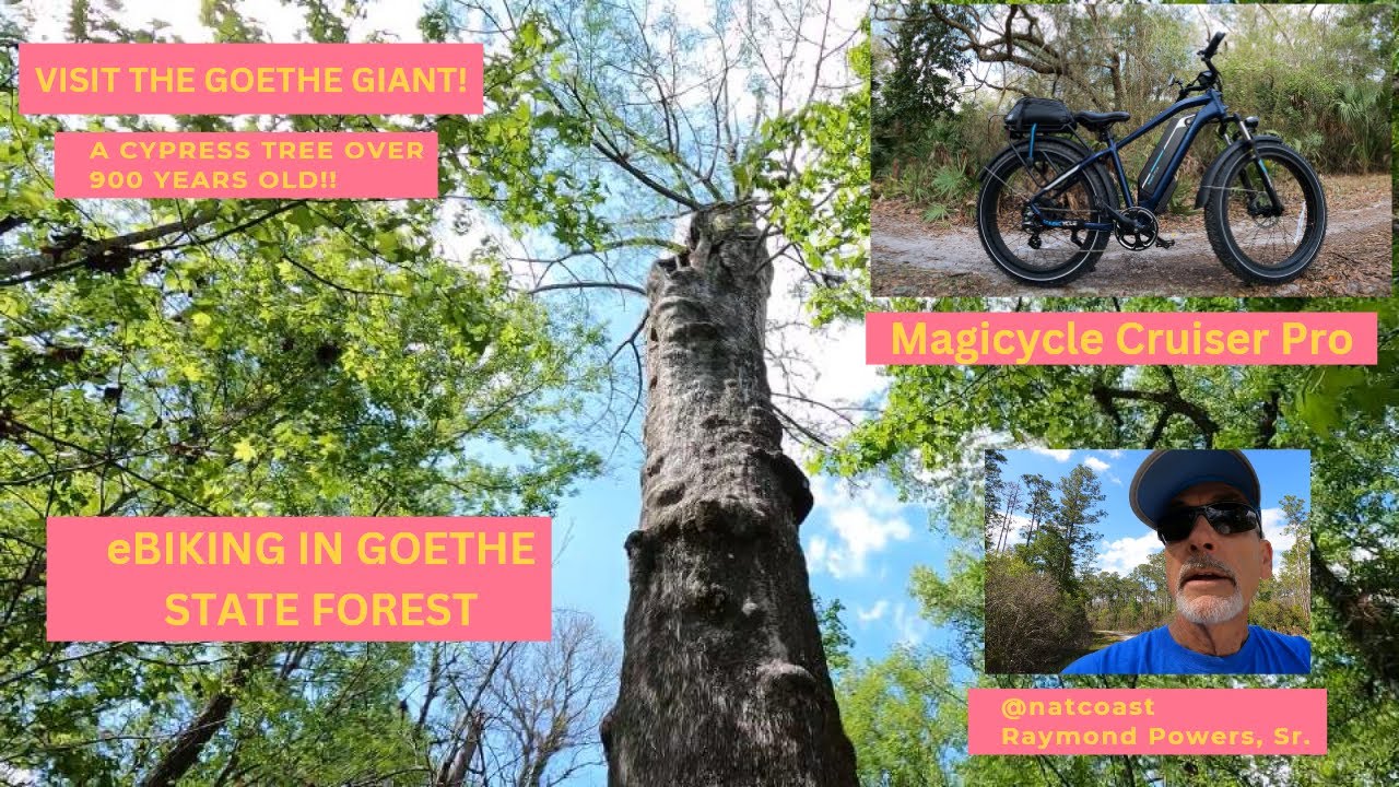 Goethe State Forest e-Biking With Giants! (and my Magicycle Cruiser Pro ...