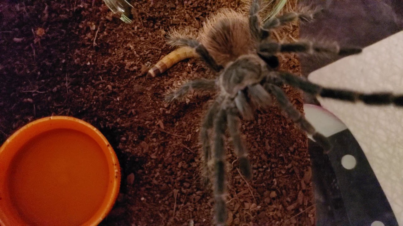 My Lasiodora Difficilis Liam - YouTube