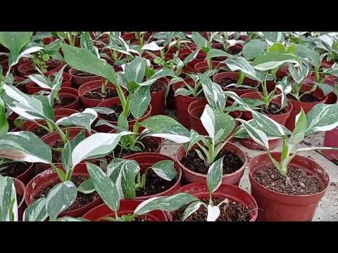 Gul kochatlar abzori va narxlari