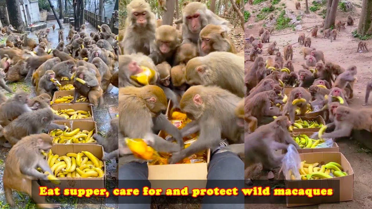 Eating so much, care for and protect wild macaques, love nature and ...